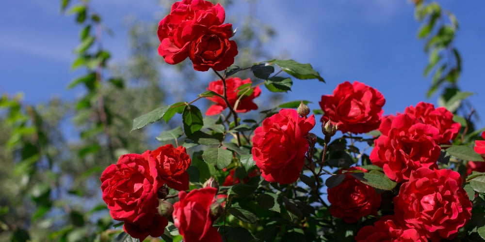 Buy Roses Online In Qatar – Arabian Florist